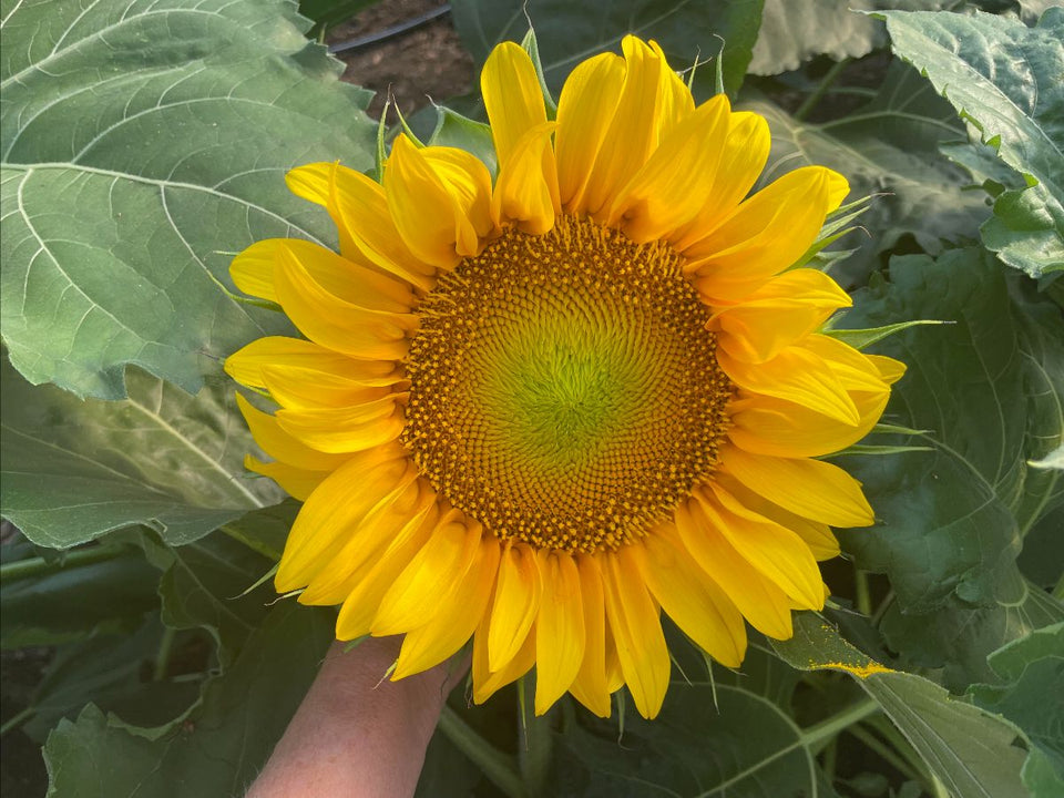 Early August 2022 | Nature & Nurture Seeds