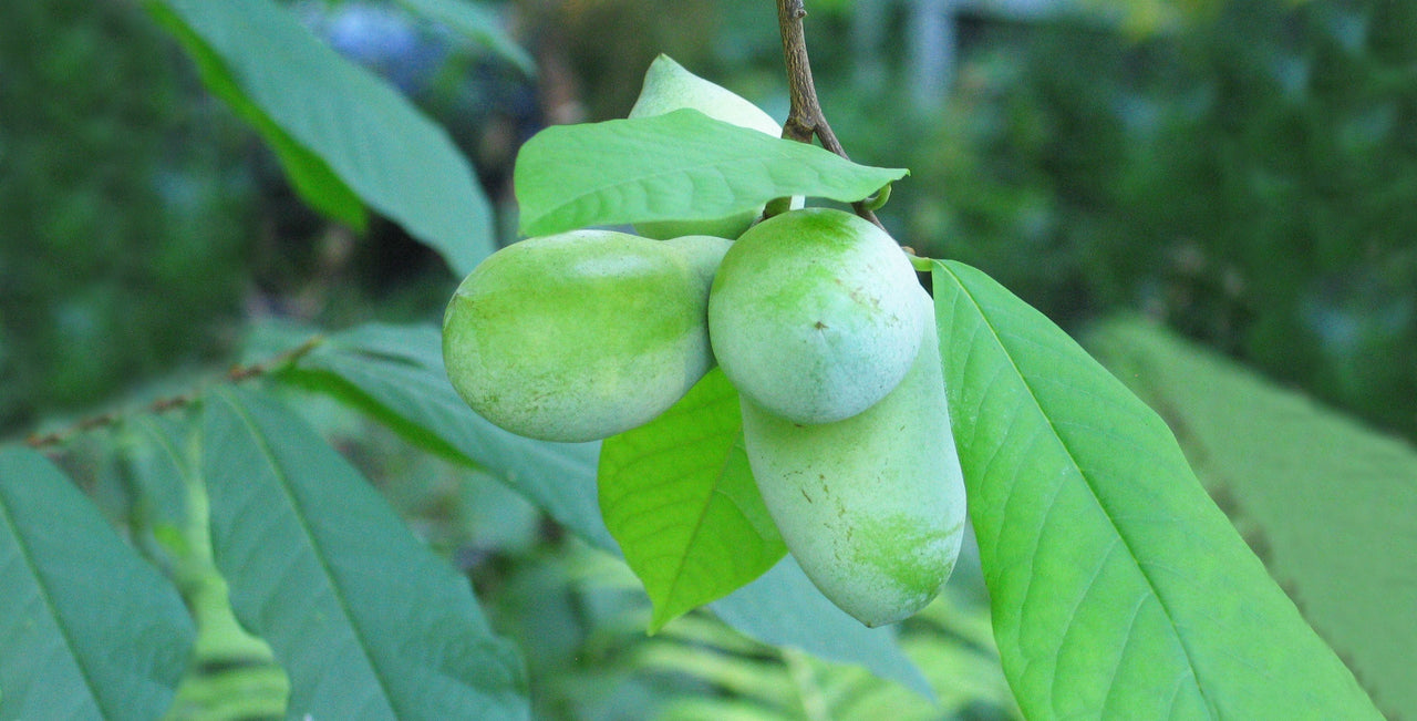Native & Heirloom Fruit Seeds | Grow Tropical Flavors | Nature ...