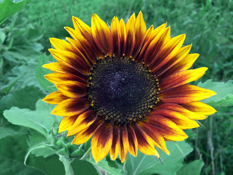 Organic Flower Seeds | Native & Heirloom Varieties | Nature & Nurture Seeds