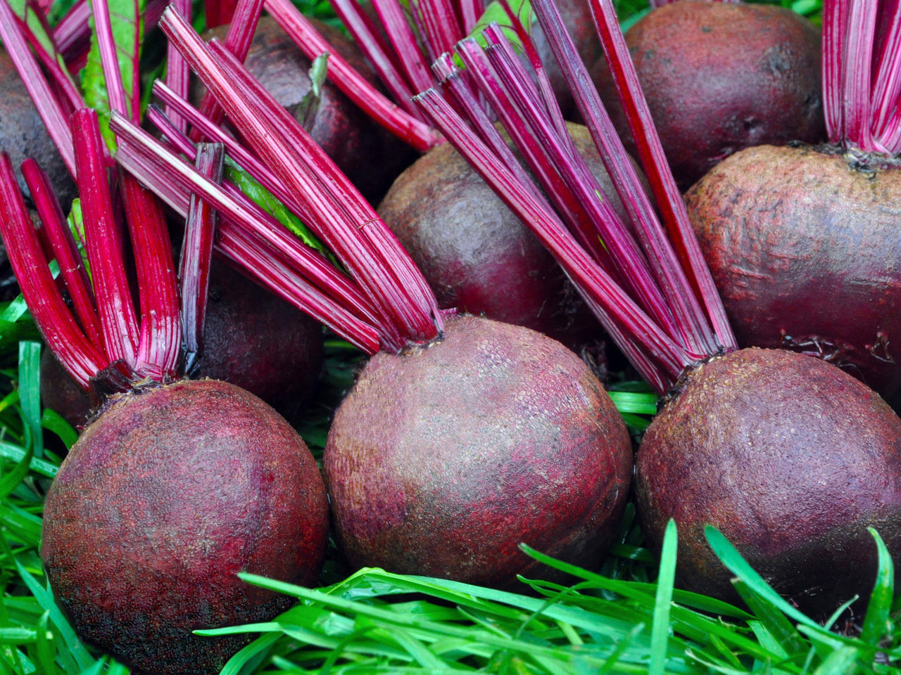 Organic Beet Seeds | Red, Golden & Striped | Nature & Nurture Seeds