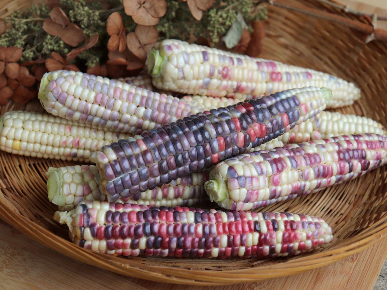 Non-GMO Corn Seeds | Organic Sweet & Flour Corn | Nature & Nurture Seeds