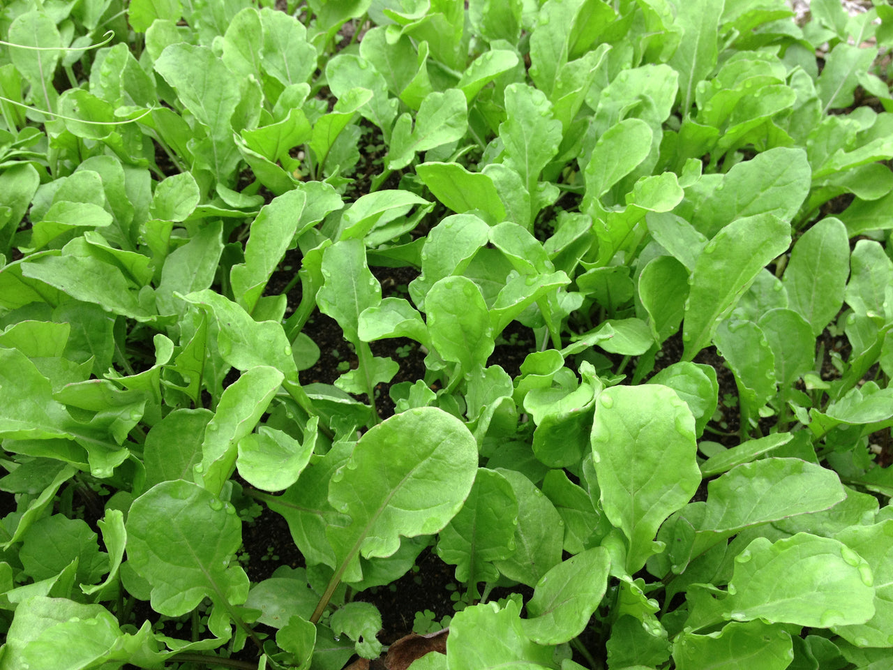 Organic Arugula Seeds | Heirloom & Wild Perennial | Nature & Nurture Seeds