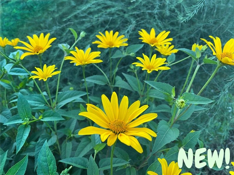 Early False Sunflower Heliopsis Seeds | Nature & Nurture Seeds