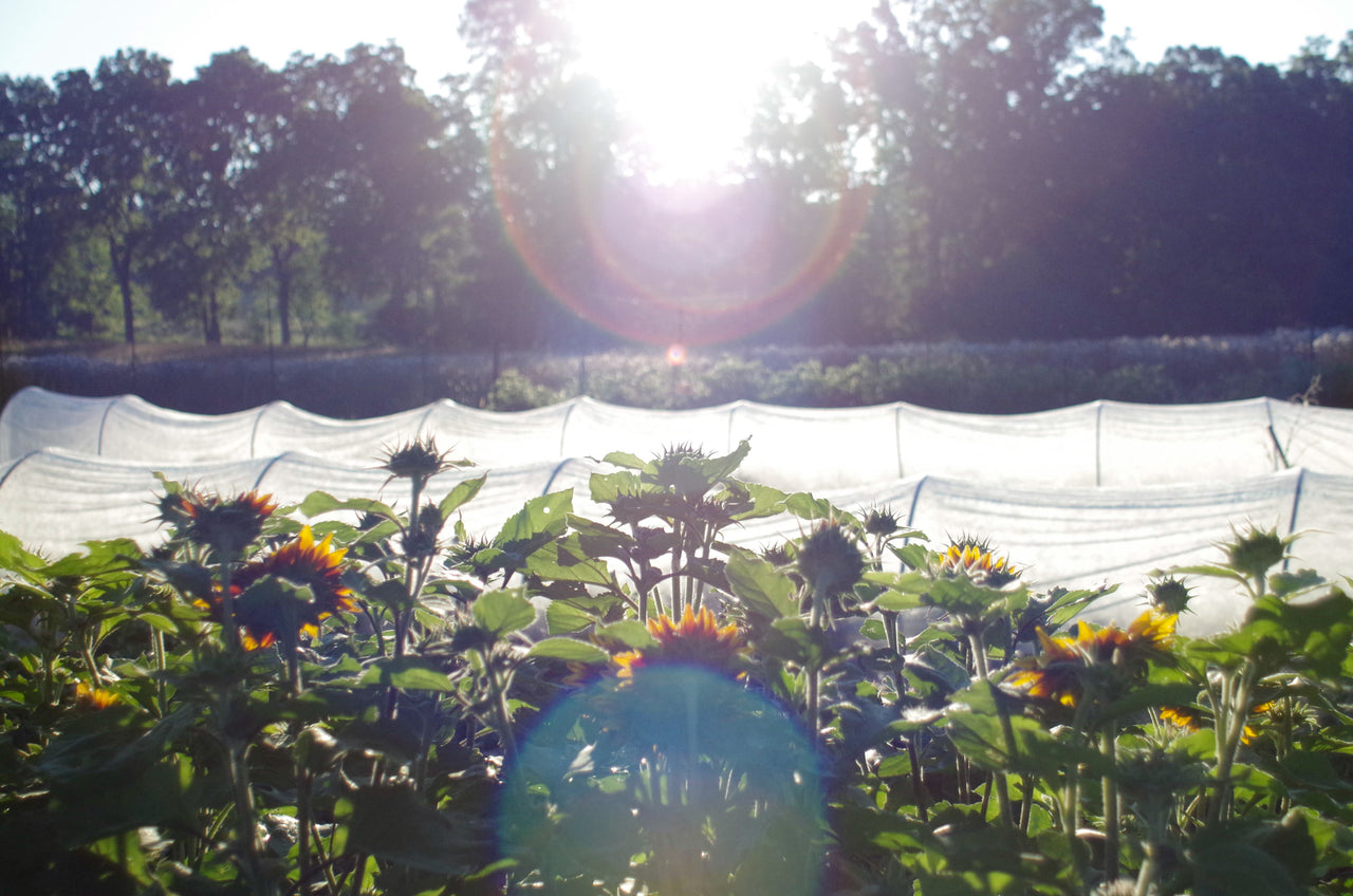 About Us | Nature & Nurture Seeds