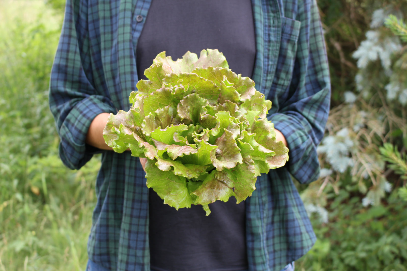 About Us | Nature & Nurture Seeds