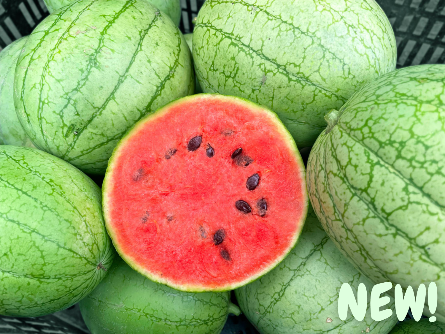Munchkin Organic Watermelon Seeds – Harvest Sweet Mini Melons Fast ...