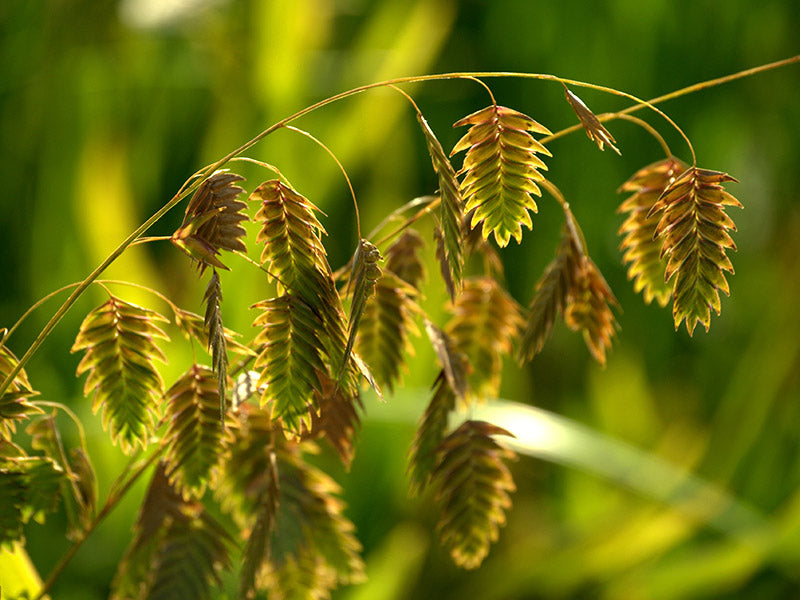 Northern Sea Oats Seeds | Nature & Nurture Seeds