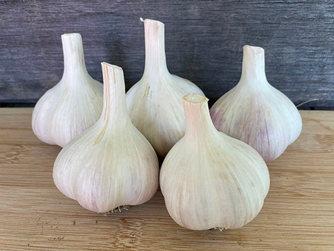 Music Seed Garlic - Organic, Heirloom, Non-GMO | Nature & Nurture Seeds