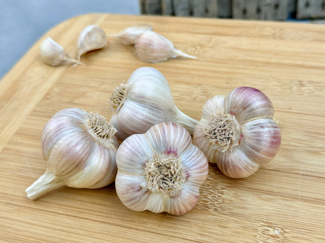 Phillips Organic Seed Garlic - Plant for Bold, Spicy Harvests | Nature ...