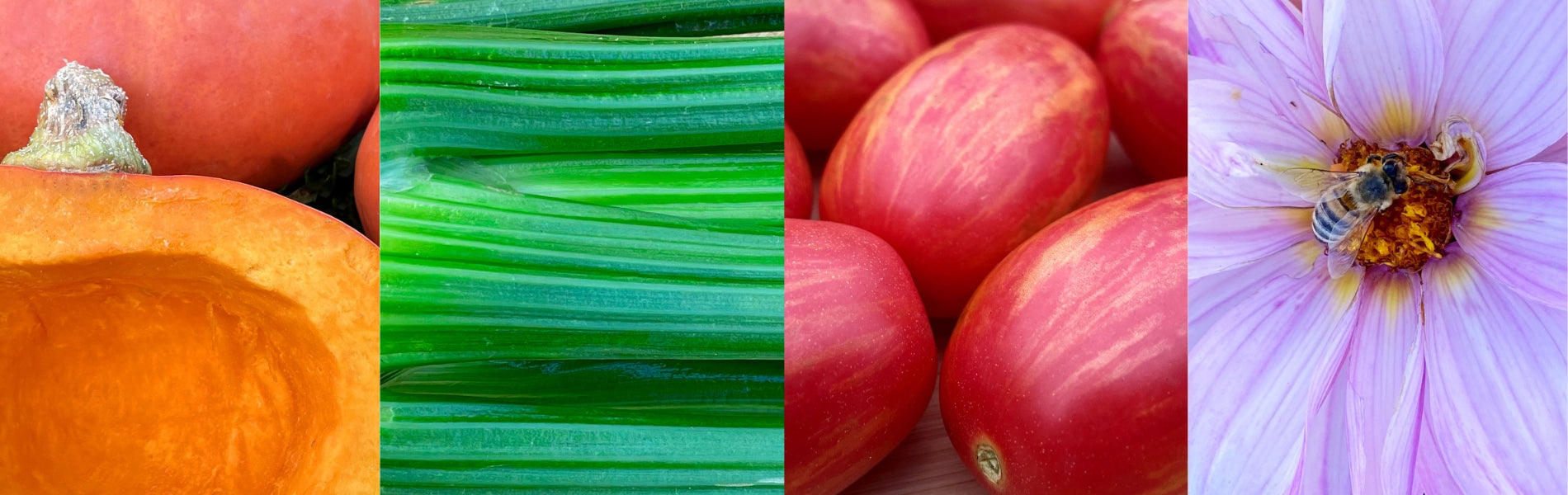 Nature & Nurture Seeds - Heirloom & Organic Vegetable Seeds