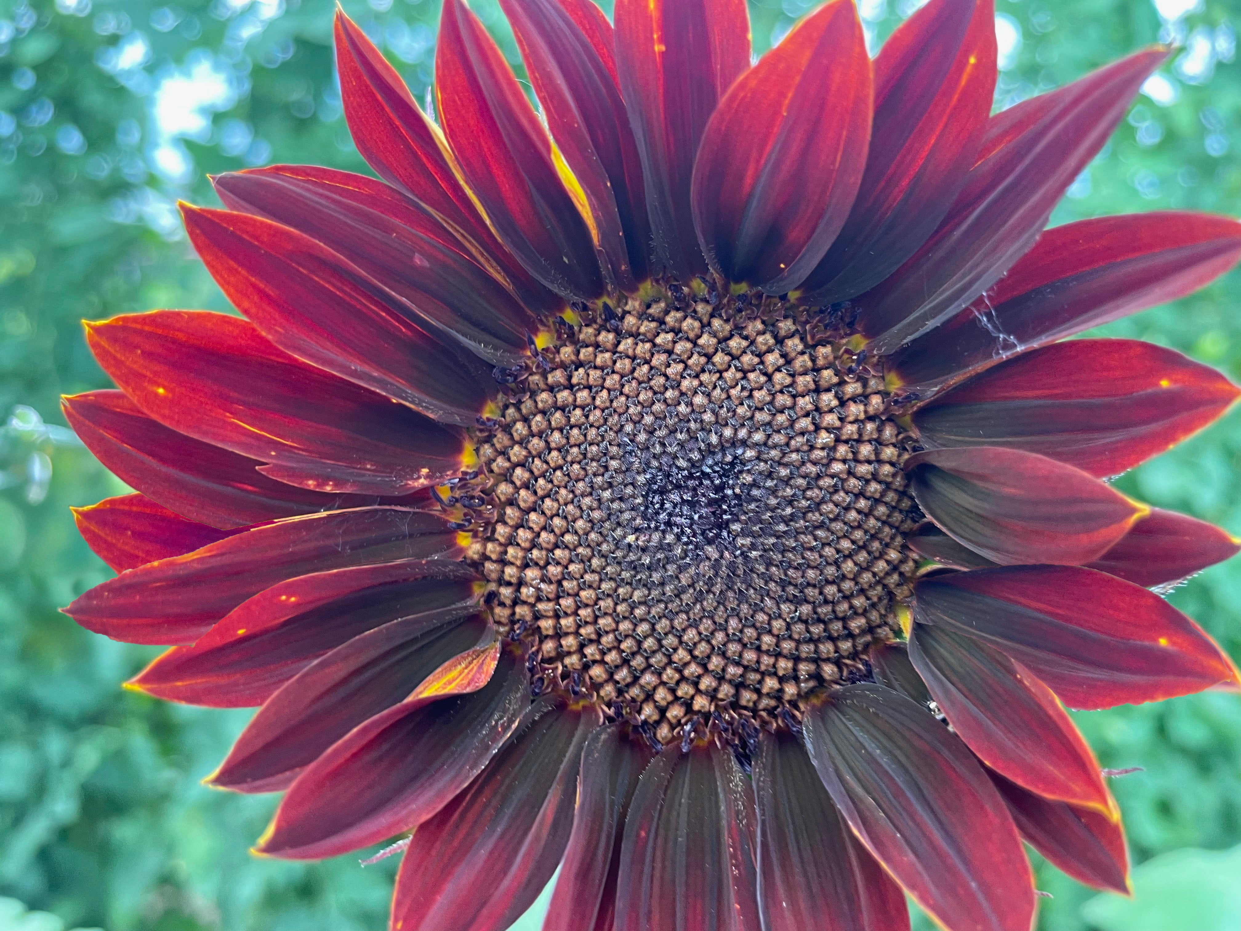 Chocolate Sunflower Seeds - Grow Stunning Deep Burgundy Blooms | Nature ...