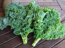 Kale & Collard Seeds | Nature & Nurture Seeds