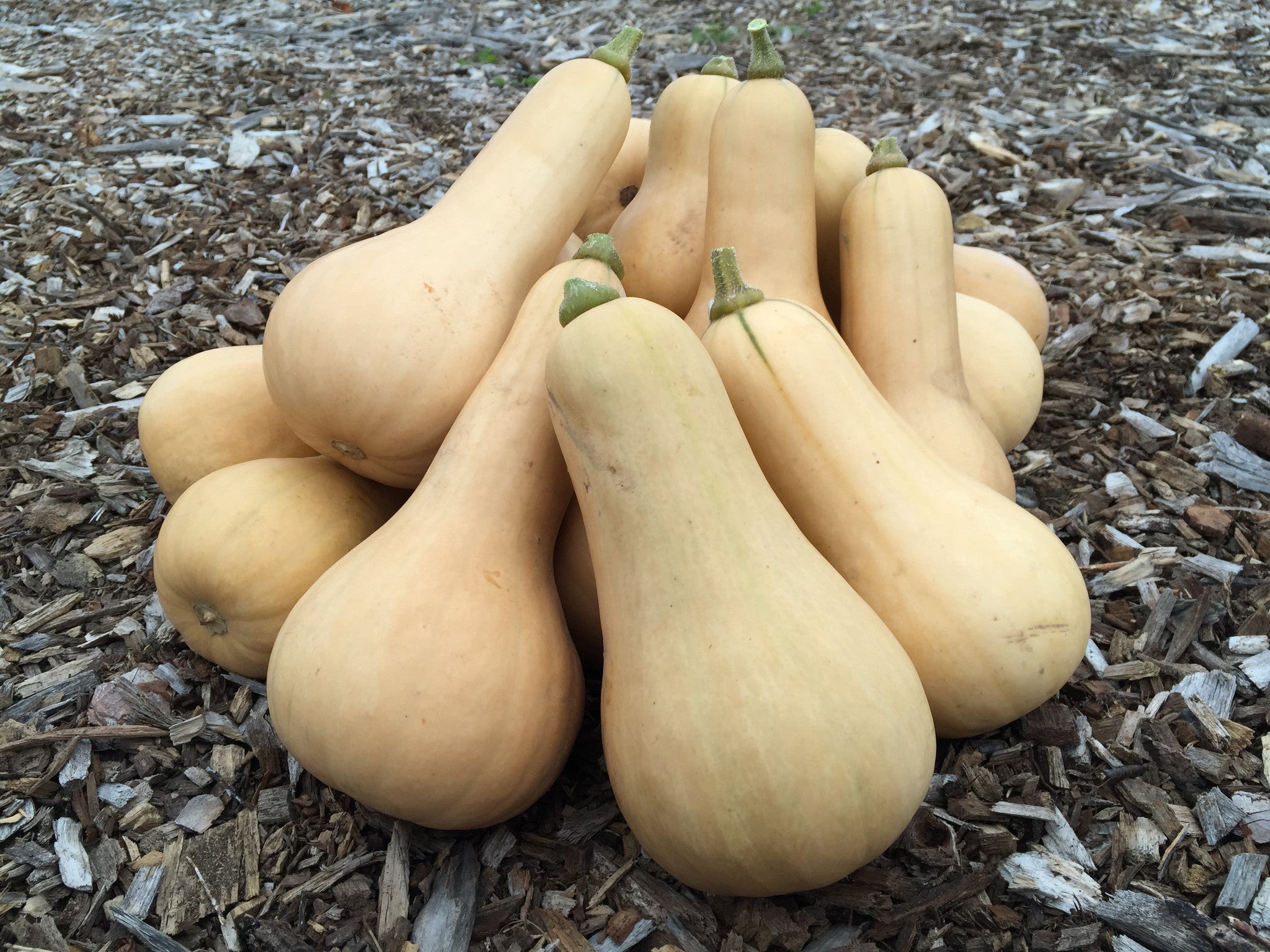 Butterbush Winter Squash Seeds | Nature & Nurture Seeds