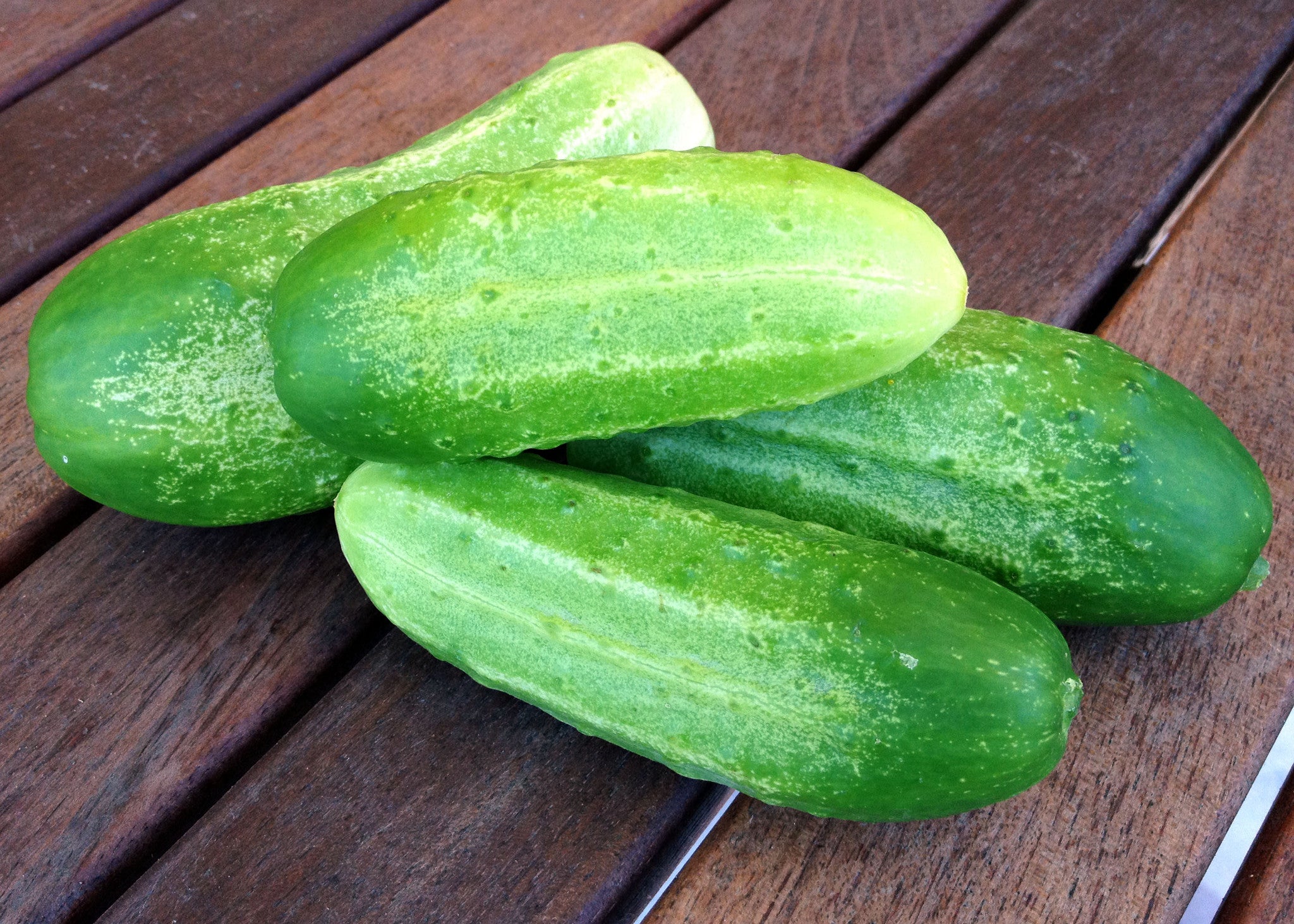Chicago Pickling Organic Cucumber Seeds - Grow Crisp, Sweet Slicers ...