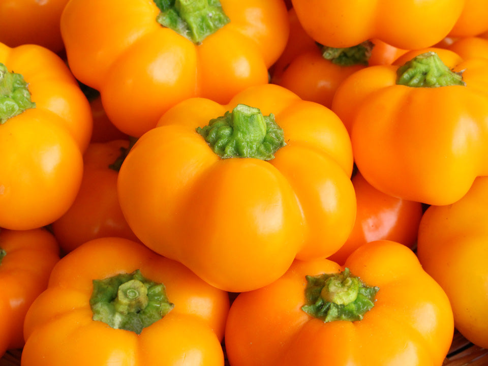 Organic Pepper Seeds | Sweet to Hot Heirlooms | Nature & Nurture Seeds