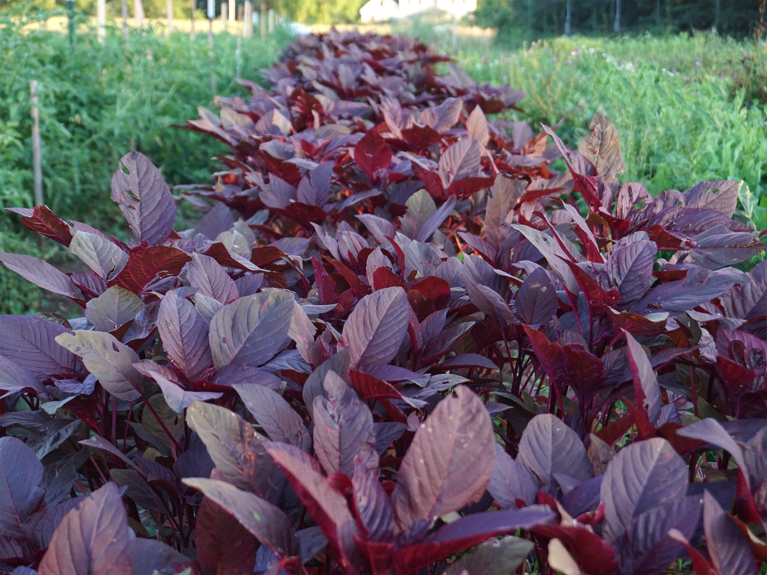 Hopi Red Dye Amaranth Seeds | Nature & Nurture Seeds