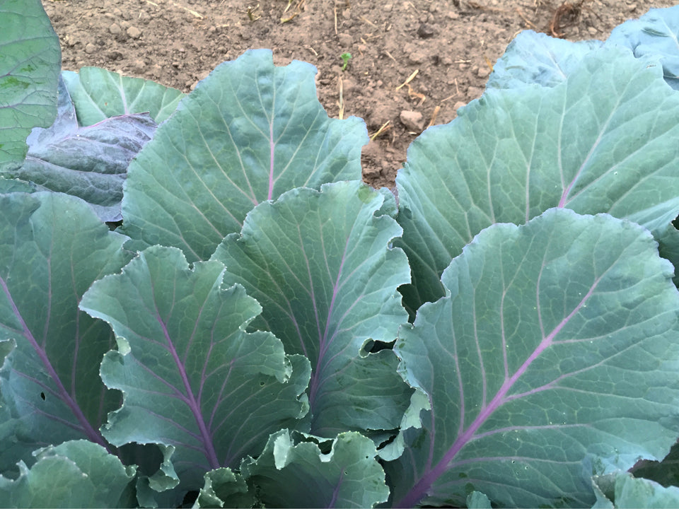 Ole Timey Blue Collard Seeds | Nature & Nurture Seeds