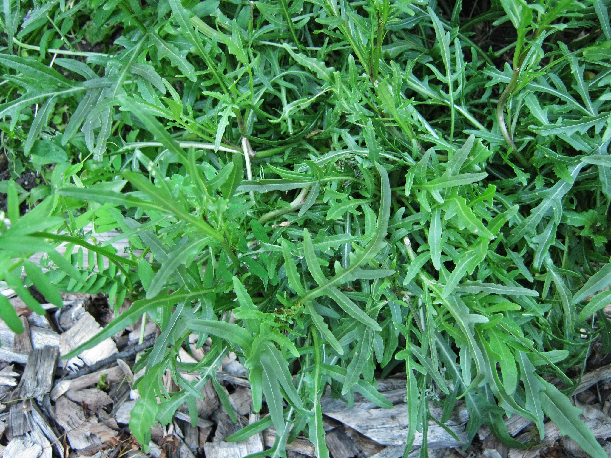 Wild Perennial Arugula Seeds | Nature & Nurture Seeds