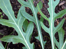 Herb Seeds | Nature & Nurture Seeds