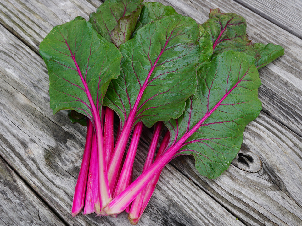 Pink Passion Chard Seeds | Nature & Nurture Seeds