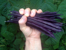 Organic Bean Seeds | Heirloom Bush & Pole Beans | Nature & Nurture Seeds