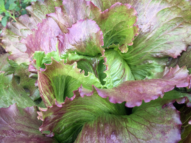 Red Iceberg Seeds | Nature & Nurture Seeds