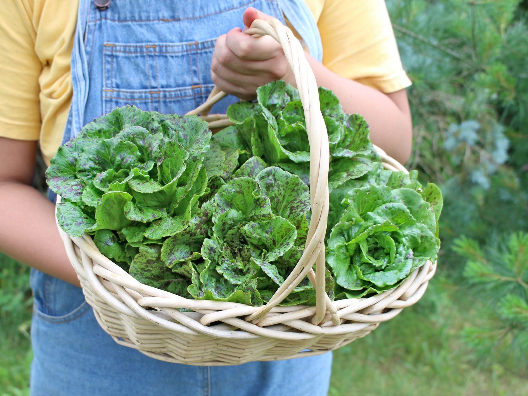 Ruby Zoisite Lettuce Seeds | Nature & Nurture Seeds