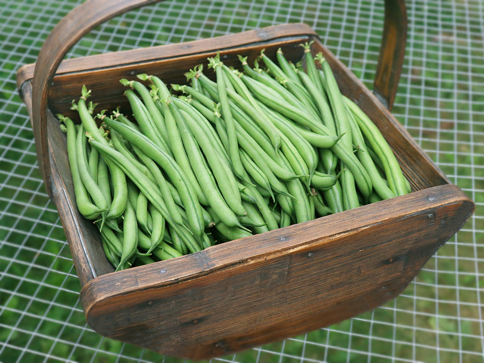 Organic Bean Seeds | Heirloom Bush & Pole Beans | Nature & Nurture Seeds