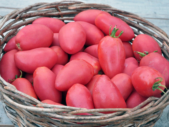 Sheboygan Tomato Seeds | Nature & Nurture Seeds