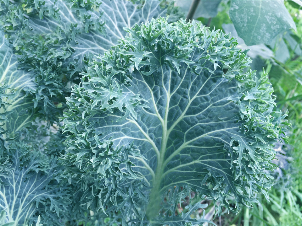 Kale & Collard Seeds | Nature & Nurture Seeds