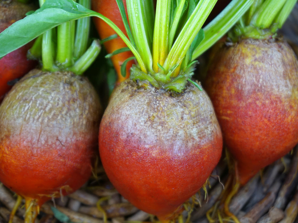 Organic Beet Seeds | Red, Golden & Striped | Nature & Nurture Seeds