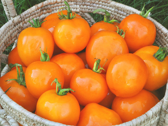 Valencia Tomato Seeds | Nature & Nurture Seeds