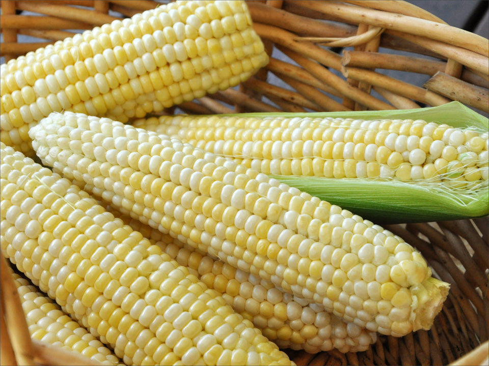 Non GMO Corn Seeds | Nature & Nurture Seeds