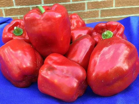 Wisconsin Lakes Sweet Bell Pepper Seeds | Nature & Nurture Seeds