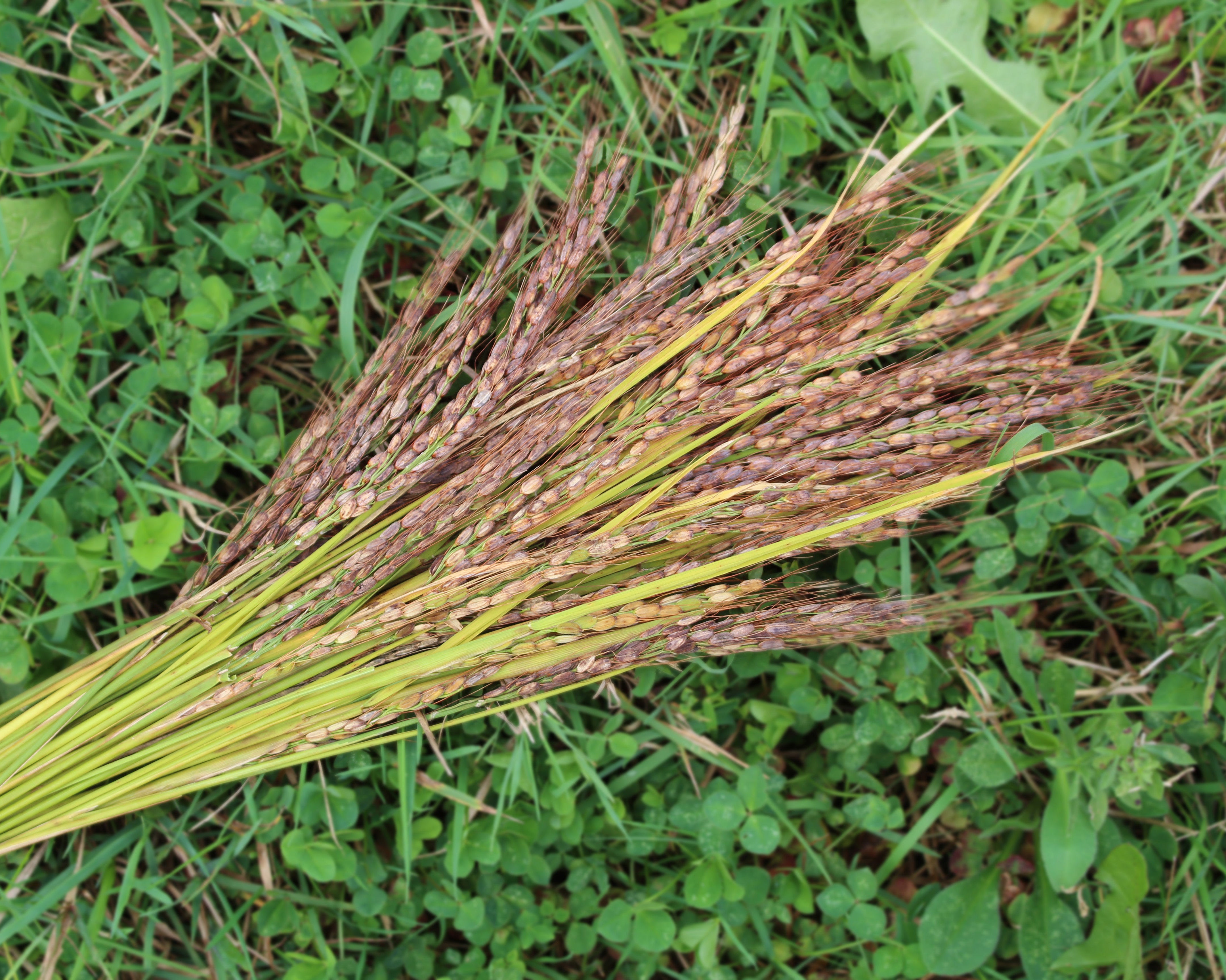 Rice Seeds for Sale - The Best for Planting | Nature & Nurture Seeds